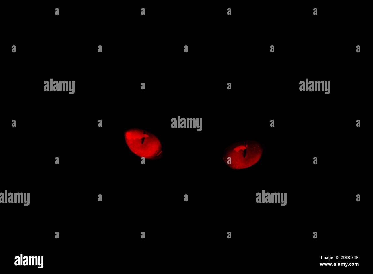 Glowing Red Cat Eyes In The Dark