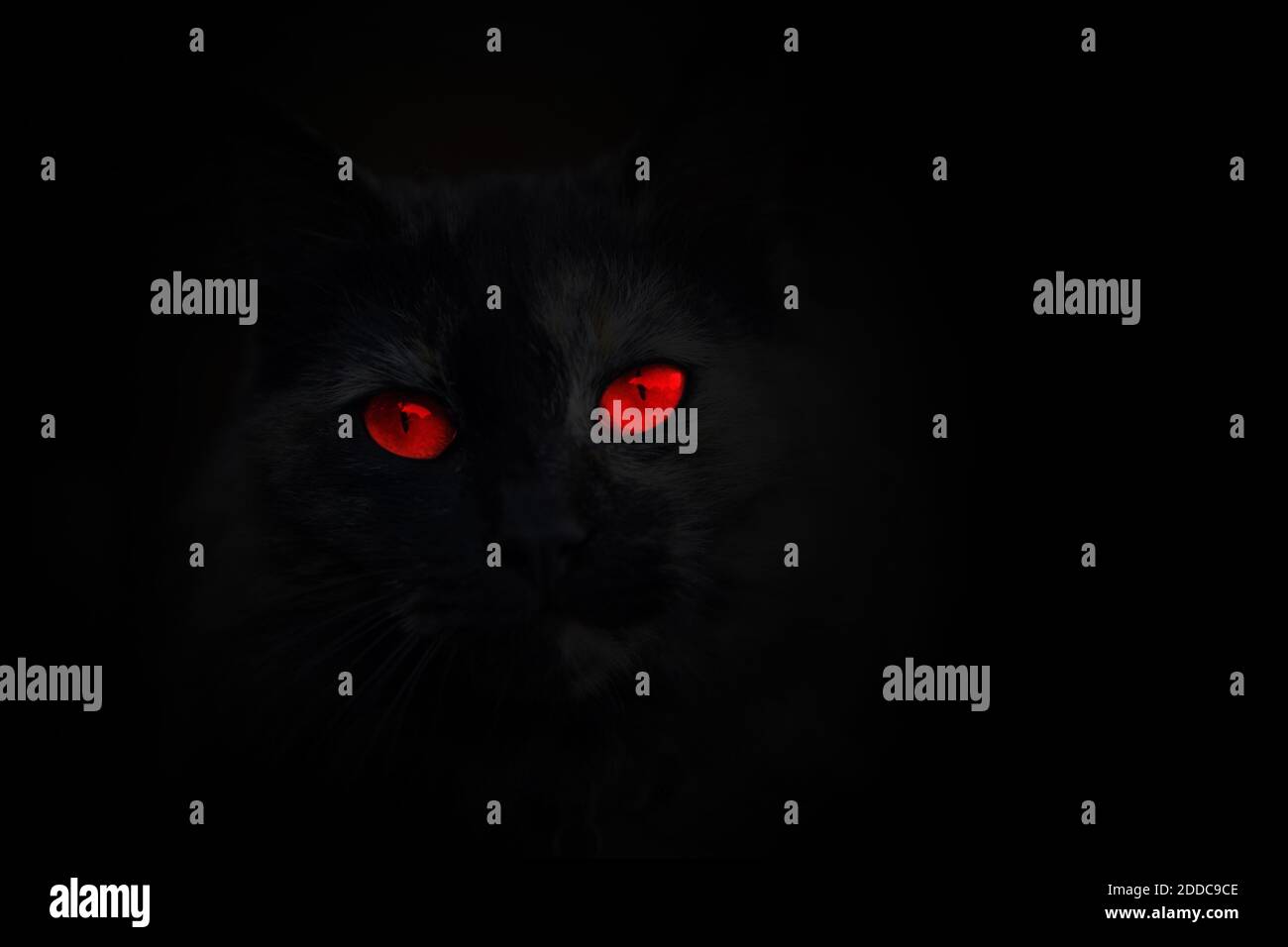 Black Cat With Red Eyes Wallpaper