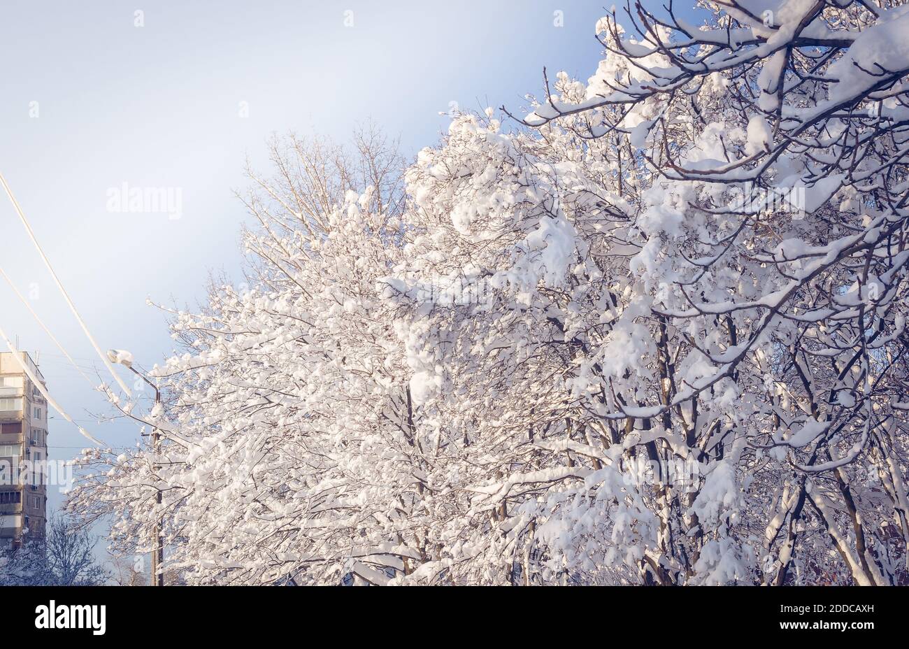 Birds icicles hi-res stock photography and images - Alamy