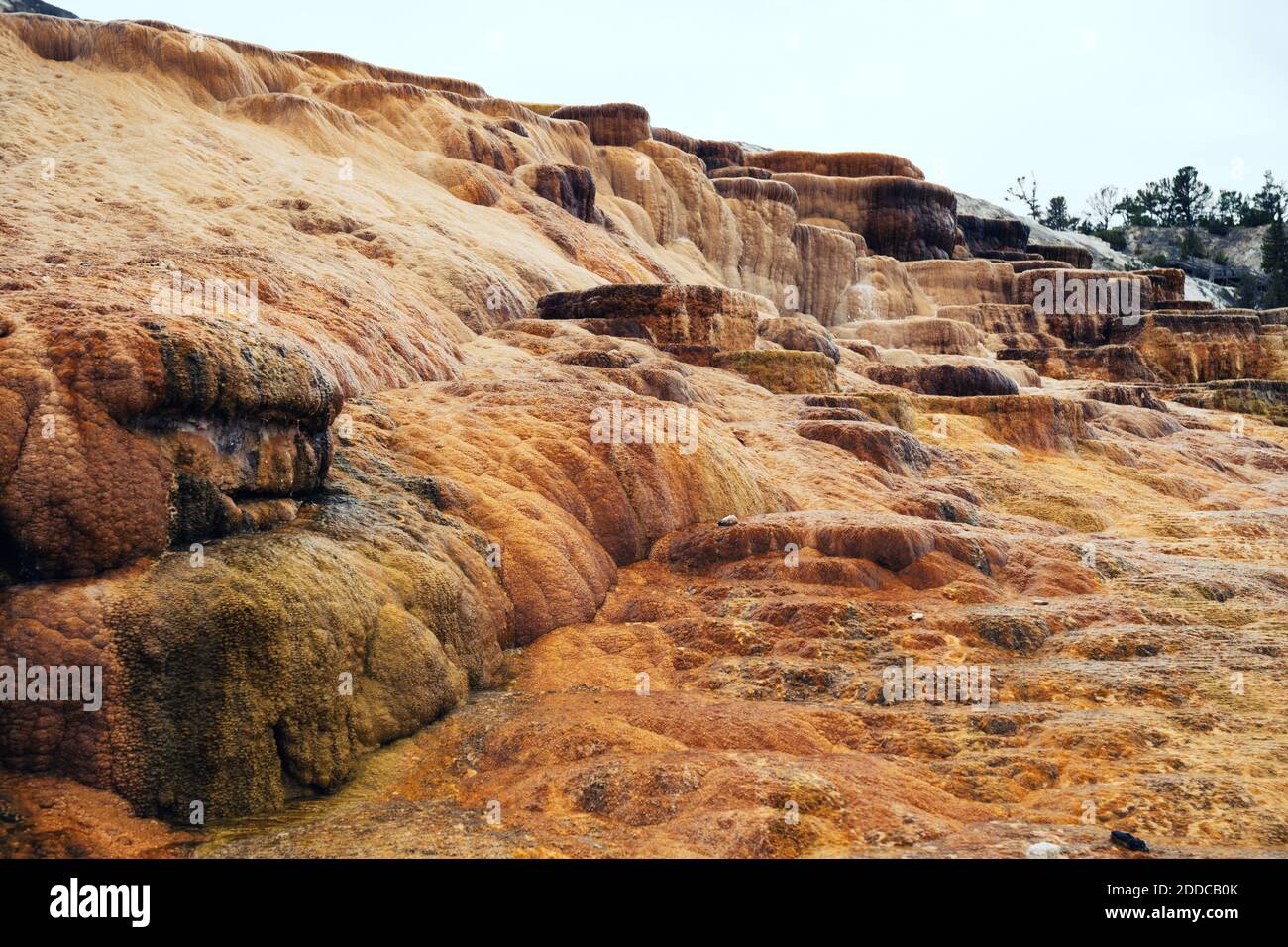 Mound Terrace, in Mammoth Hot Springs area of Yellowstone National Park ...