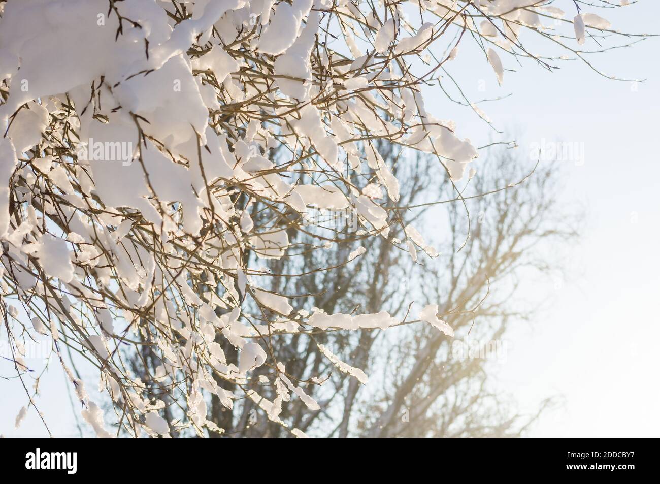 Winter landscape - snow and icicles on tree branches sparkle in the ...