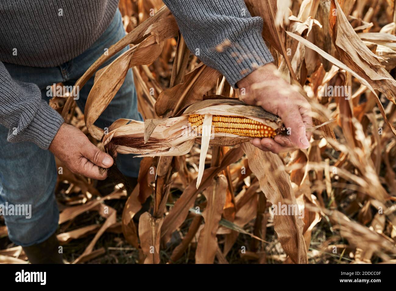 Farmer opening corn while standing at corn farm Stock Photo - Alamy
