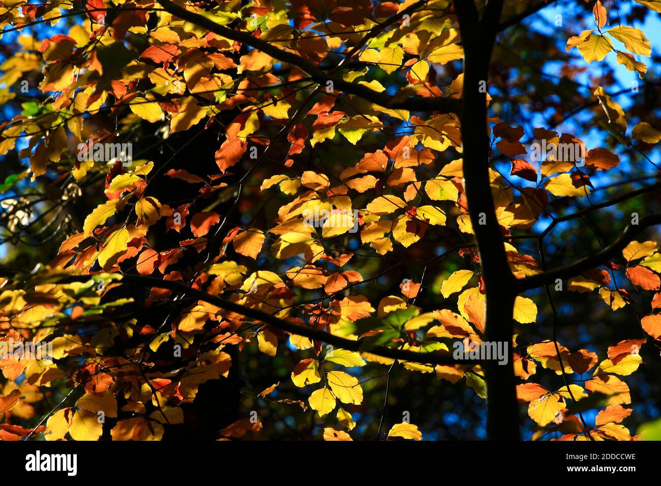 Branches tree yellow autumn hi-res stock photography and images - Alamy