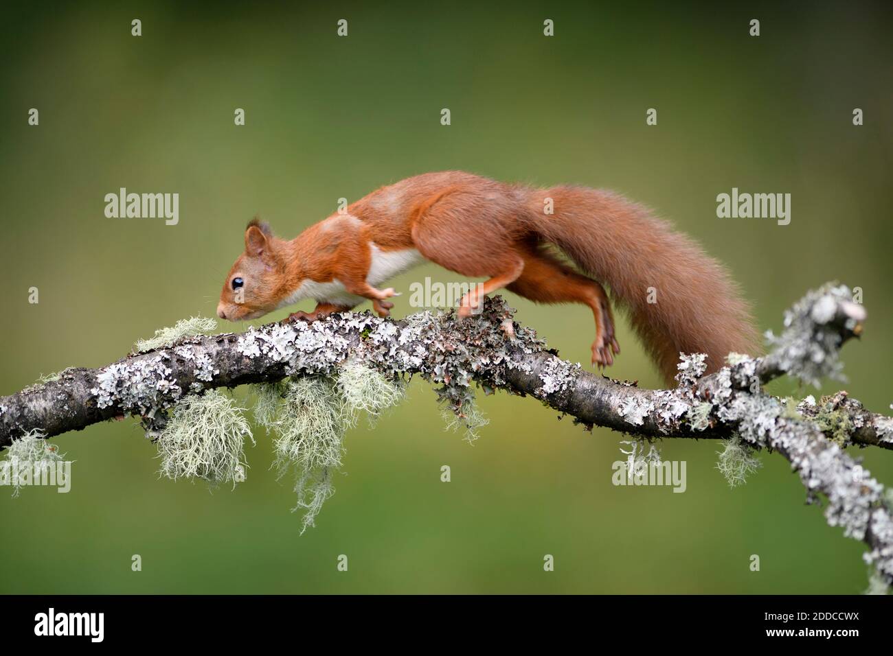 Walking branch hi-res stock photography and images - Alamy