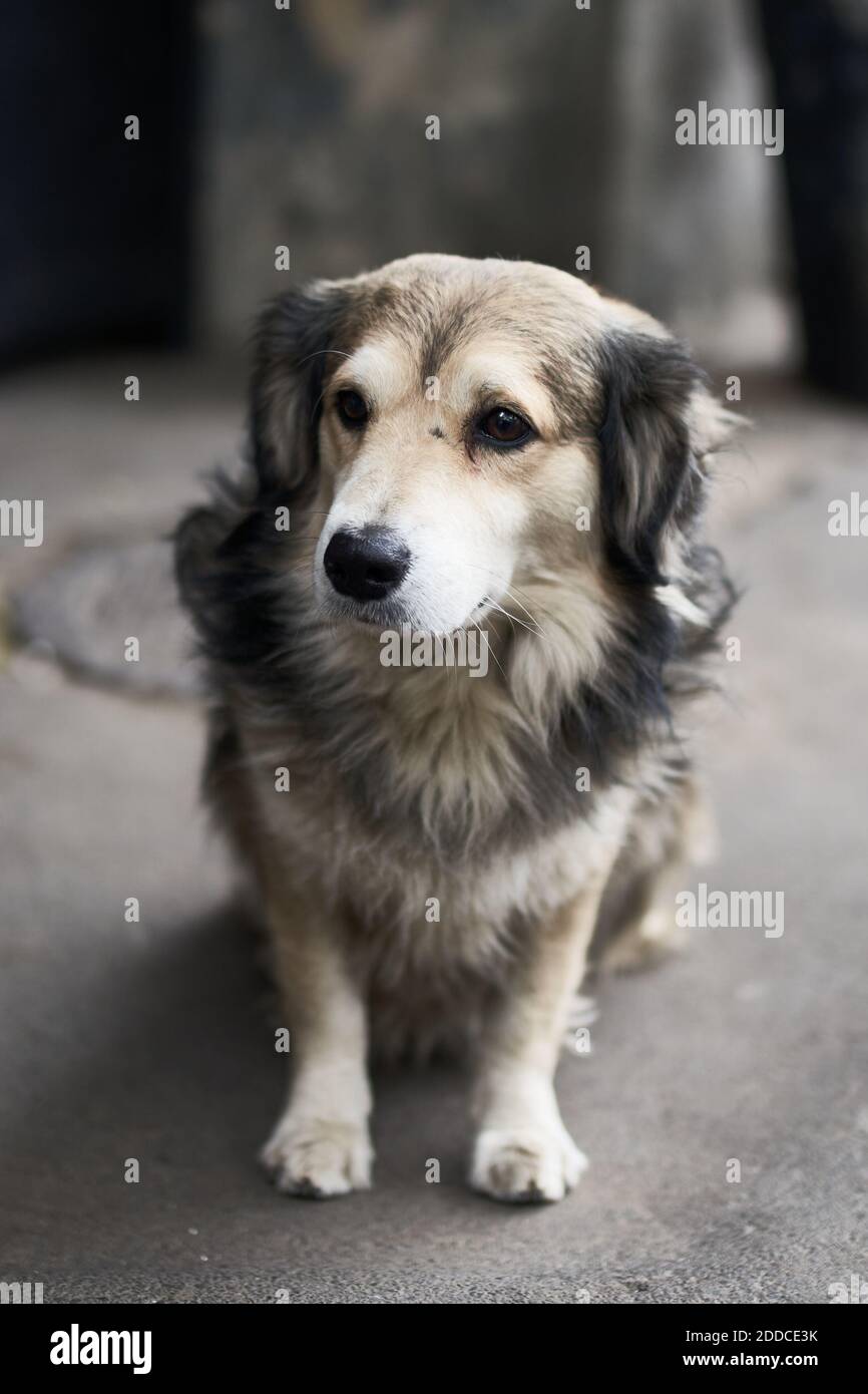 Hand friendship animal portrait hi-res stock photography and images - Alamy