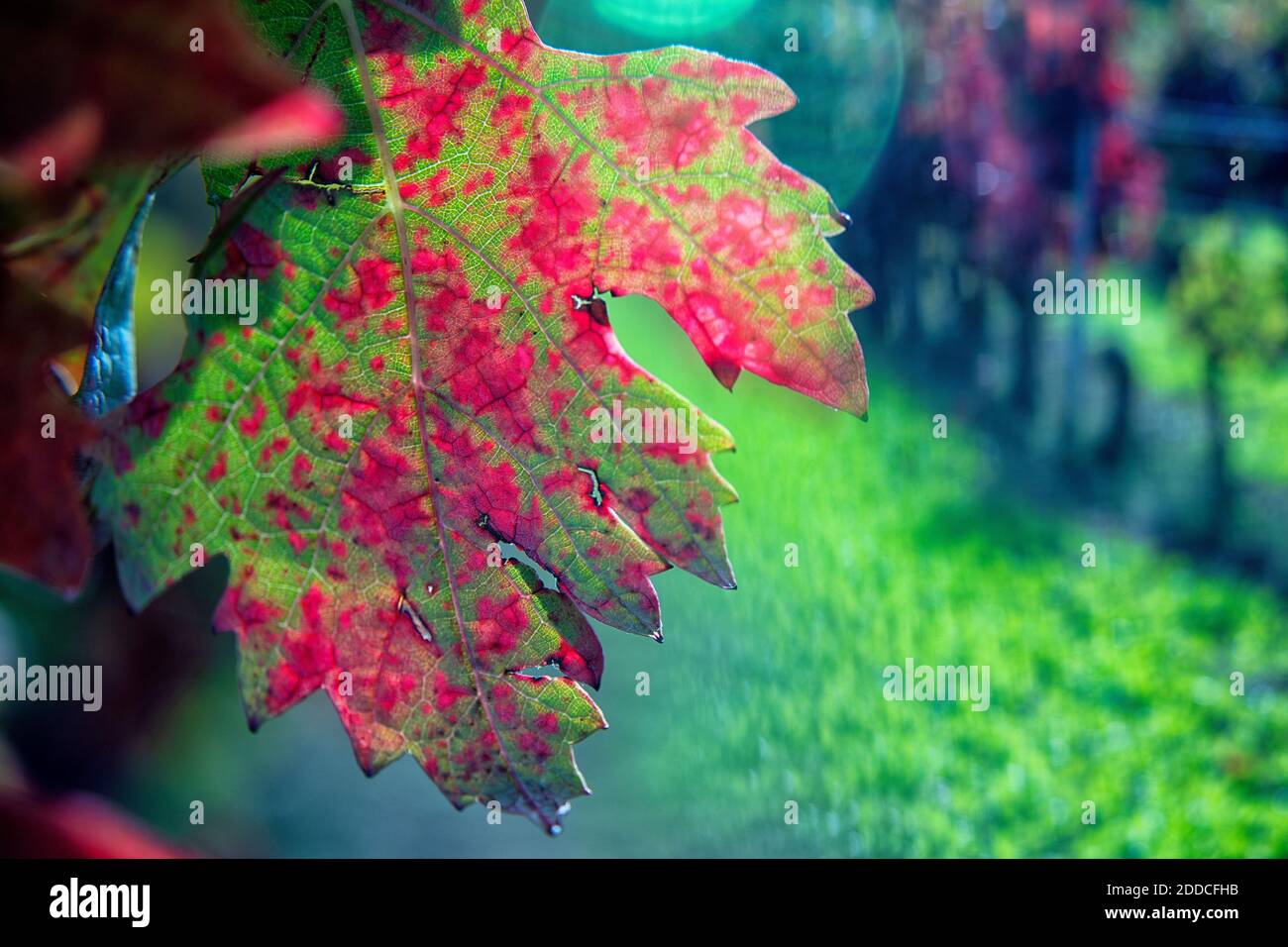 Vine pattern hi-res stock photography and images - Alamy