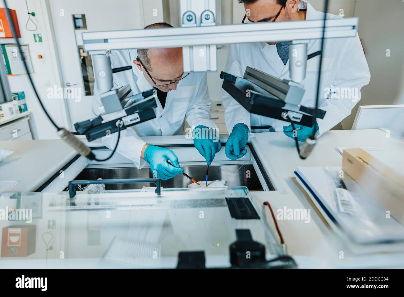 Scientist and coworker preparing human brain slice while standing by ...