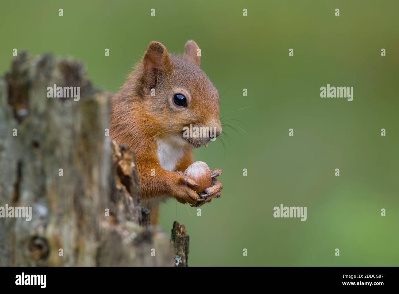 Squirrel holding nut hi-res stock photography and images - Alamy
