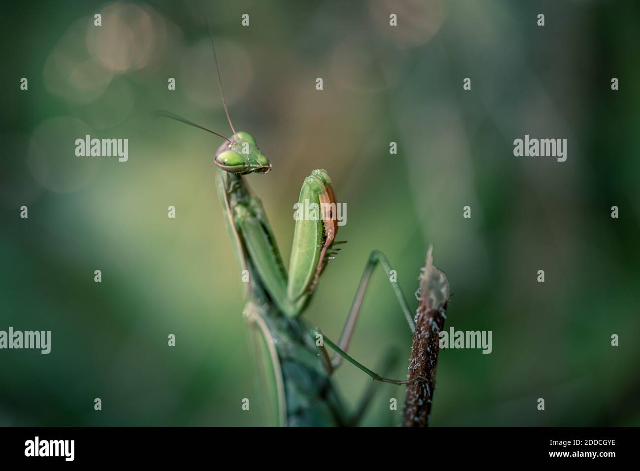 Praying Mantis Face Close Up High Resolution Stock Photography and ...