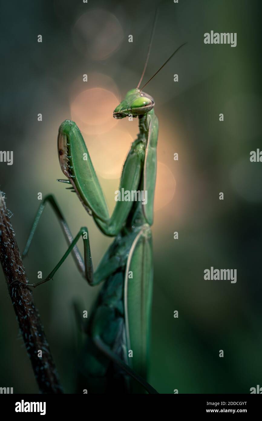 Praying mantis face close up hi-res stock photography and images - Alamy