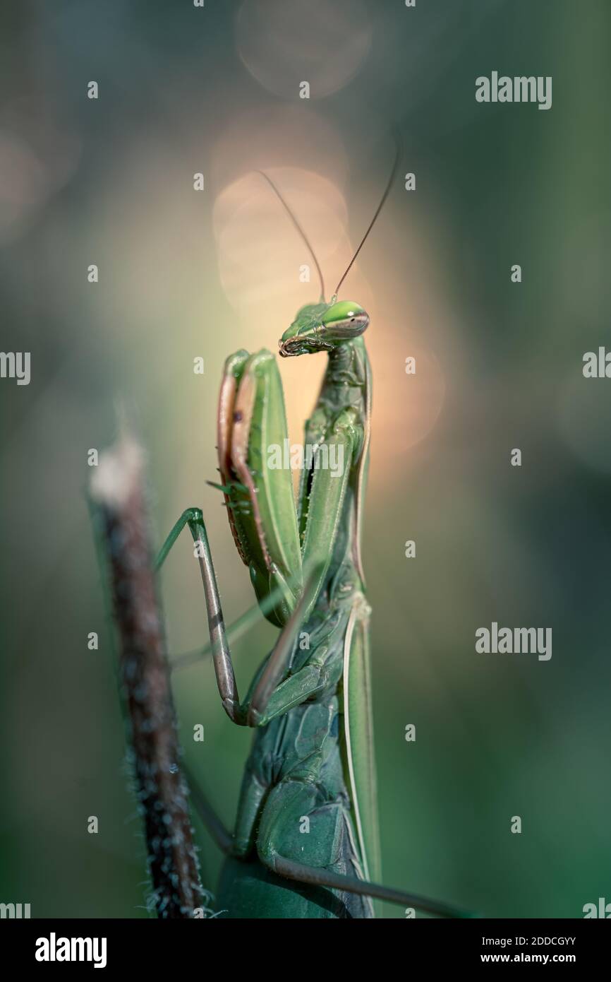 Praying Mantis Face Close Up High Resolution Stock Photography and ...