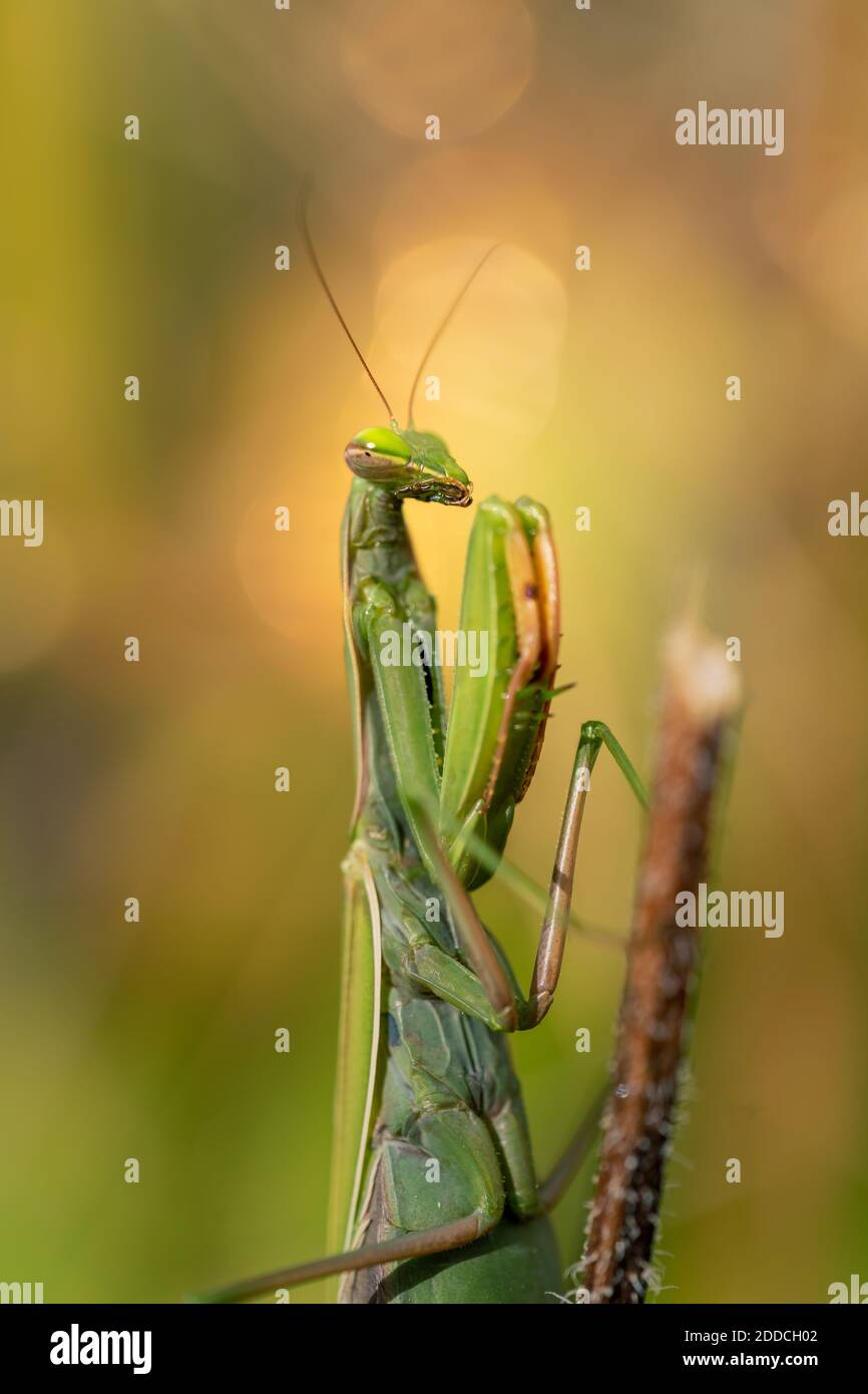 Praying mantis wings hi-res stock photography and images - Alamy