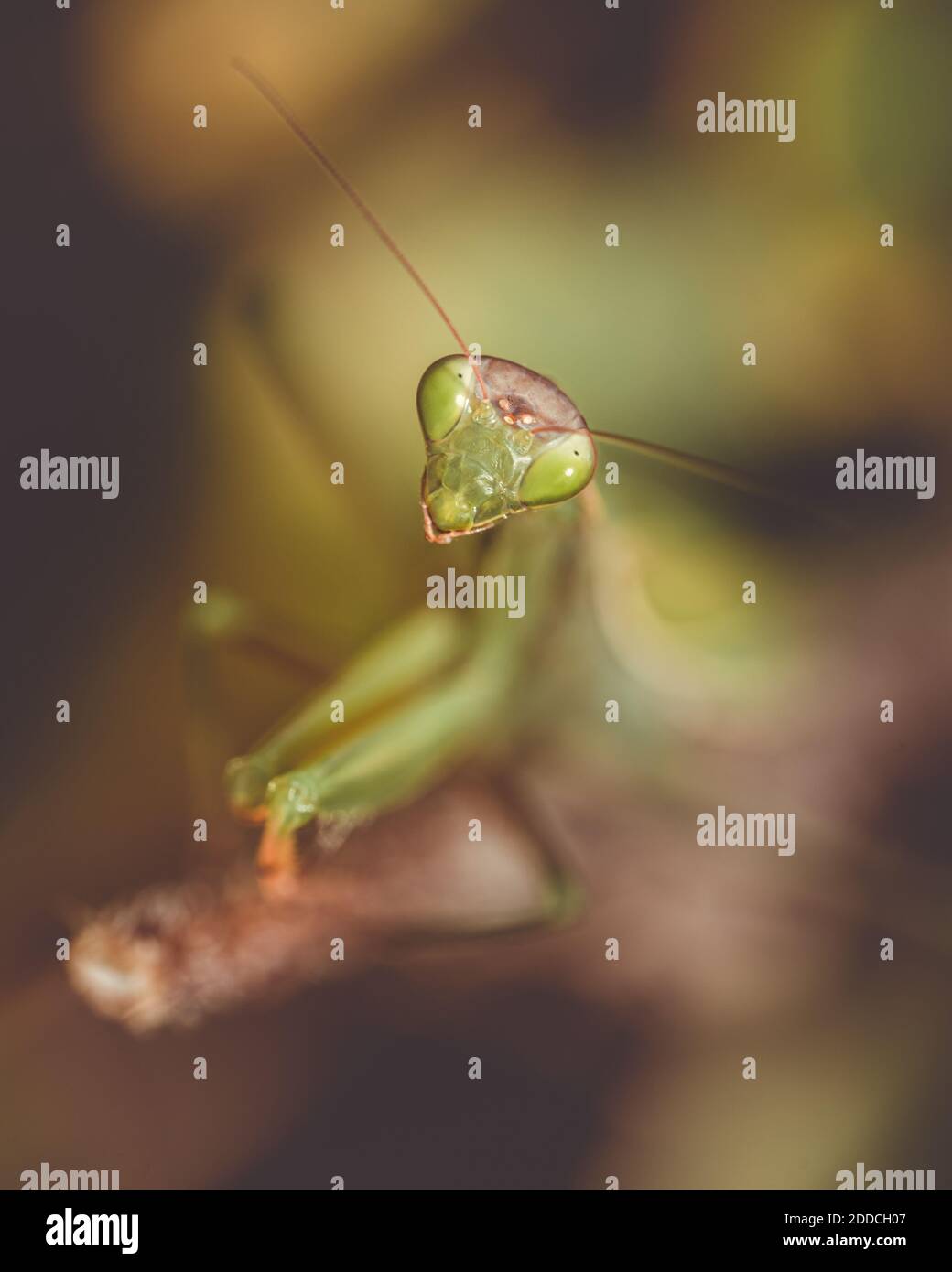 Close-up of Mantis religiosa (praying mantis) in natural conditions ...