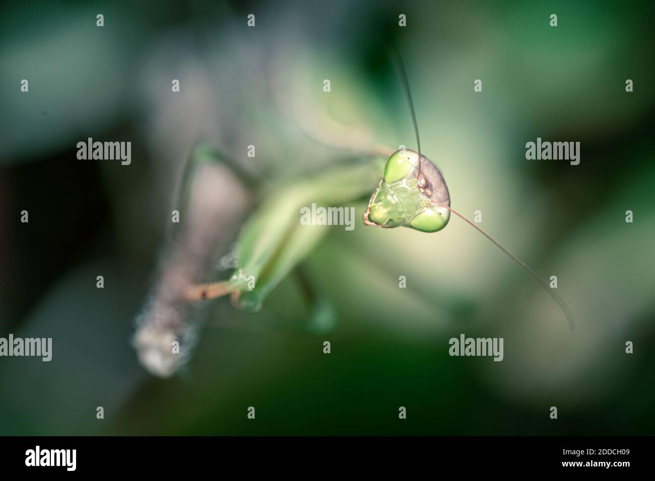 Praying Mantis Face Close Up High Resolution Stock Photography and ...
