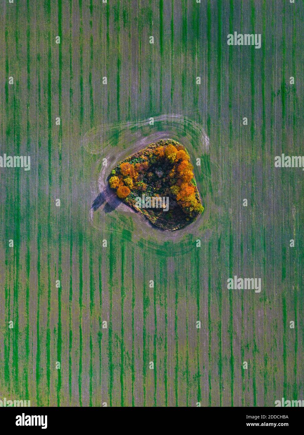 Aerial view of small grove in mowed field Stock Photo - Alamy