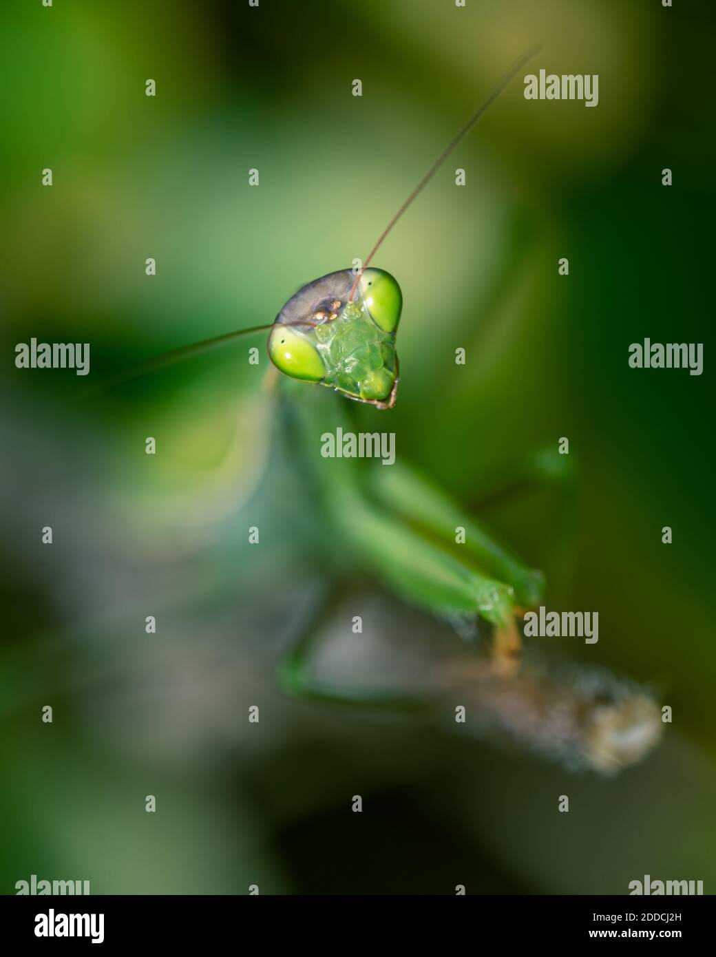 Close-up of Mantis religiosa (praying mantis) in natural conditions ...