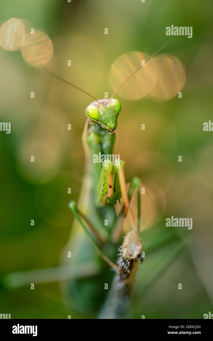Praying Mantis Face Close Up High Resolution Stock Photography and ...