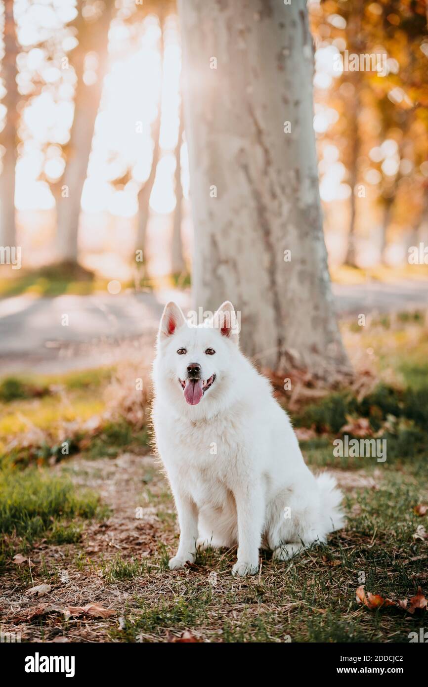 Dog sitting by tree in forest Stock Photo - Alamy