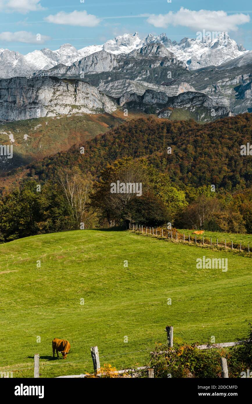 Single cow hi-res stock photography and images - Alamy