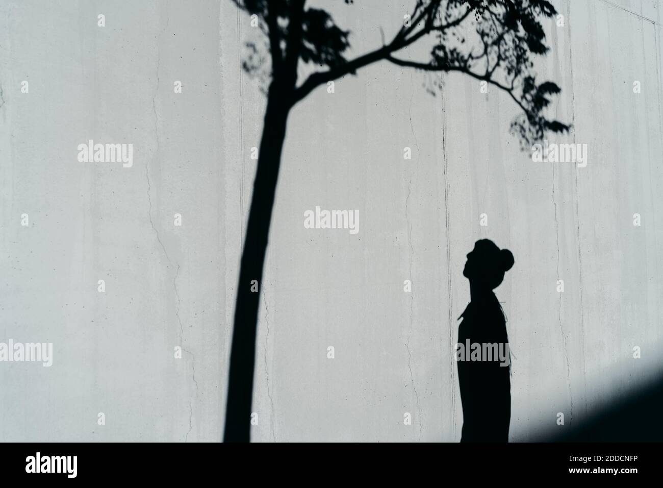 Horizontal shadow tree hi-res stock photography and images - Alamy