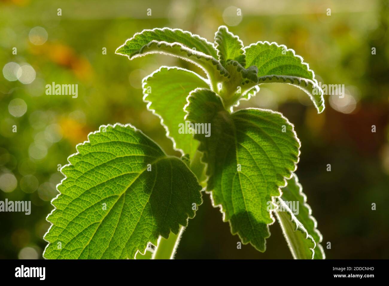 Close-up of Plectranthus species in backyard Stock Photo - Alamy