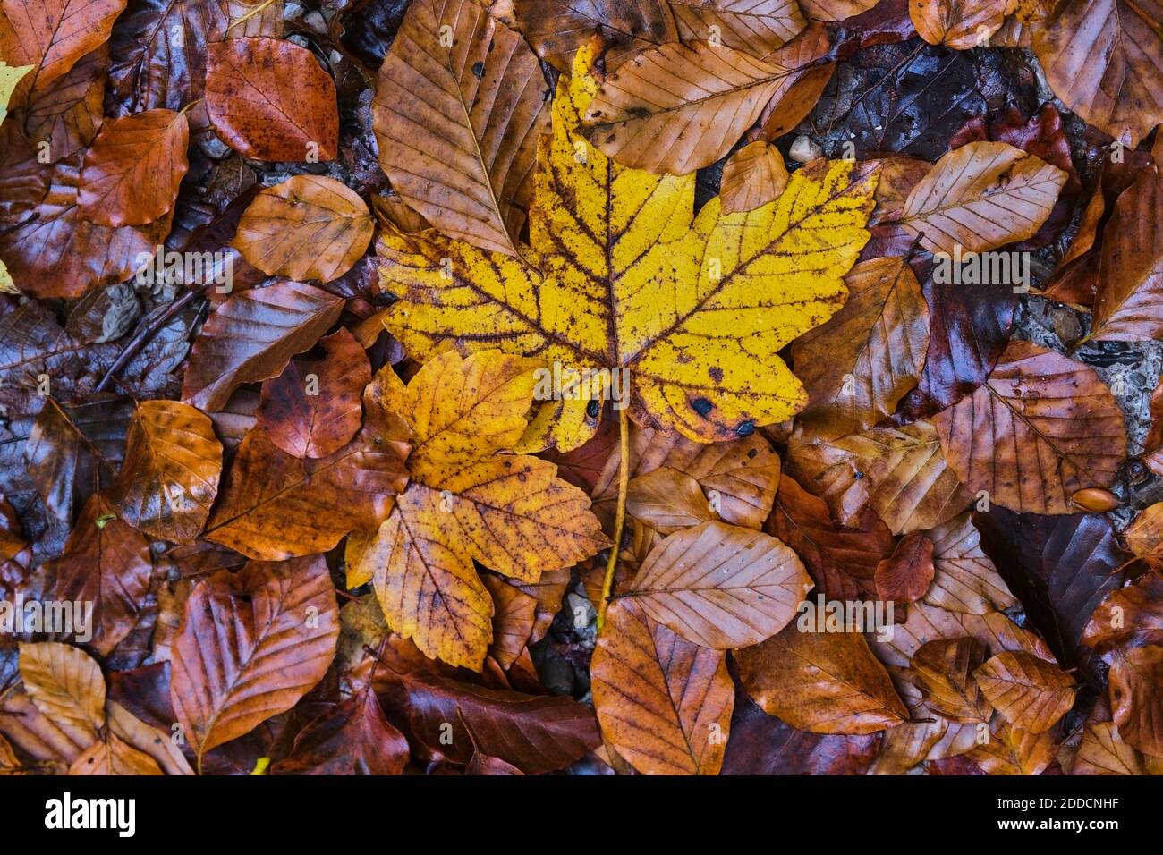 Pile of autumn leaves hi-res stock photography and images - Alamy