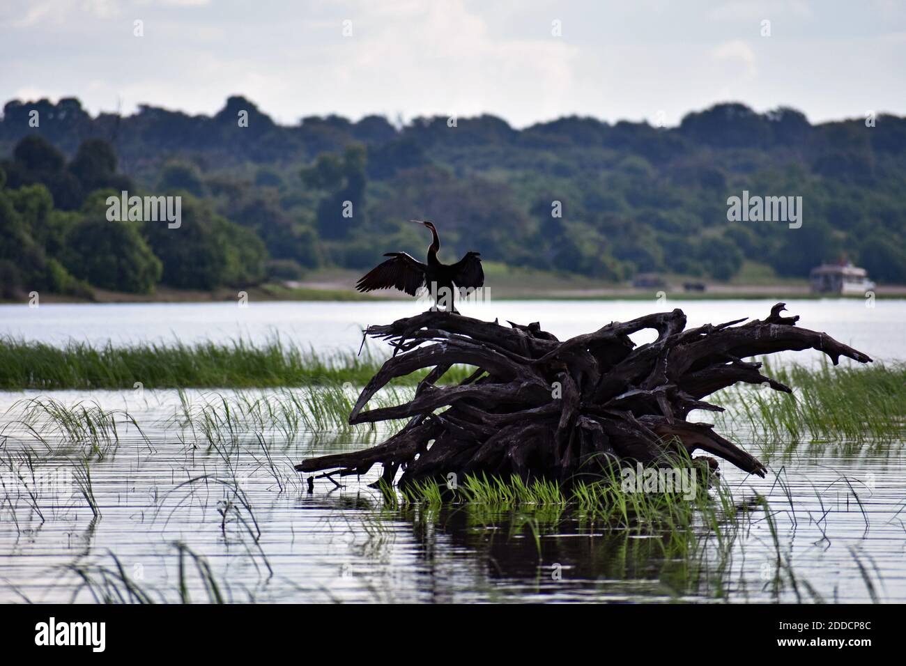 African darter bird hi-res stock photography and images - Alamy