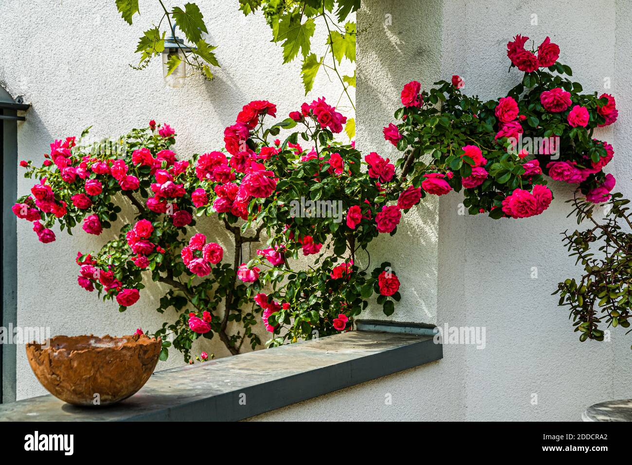 Family of the rose plants hi-res stock photography and images - Alamy