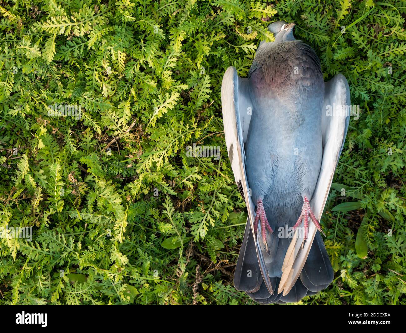 Small dead bird lies hi-res stock photography and images - Alamy