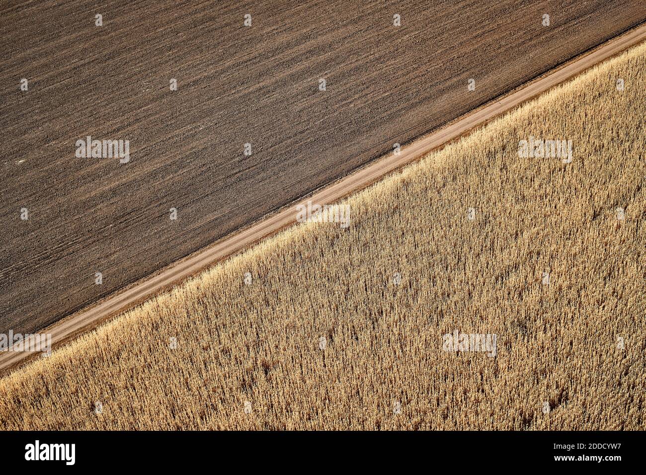 Aerial view of edge of wheat field Stock Photo - Alamy