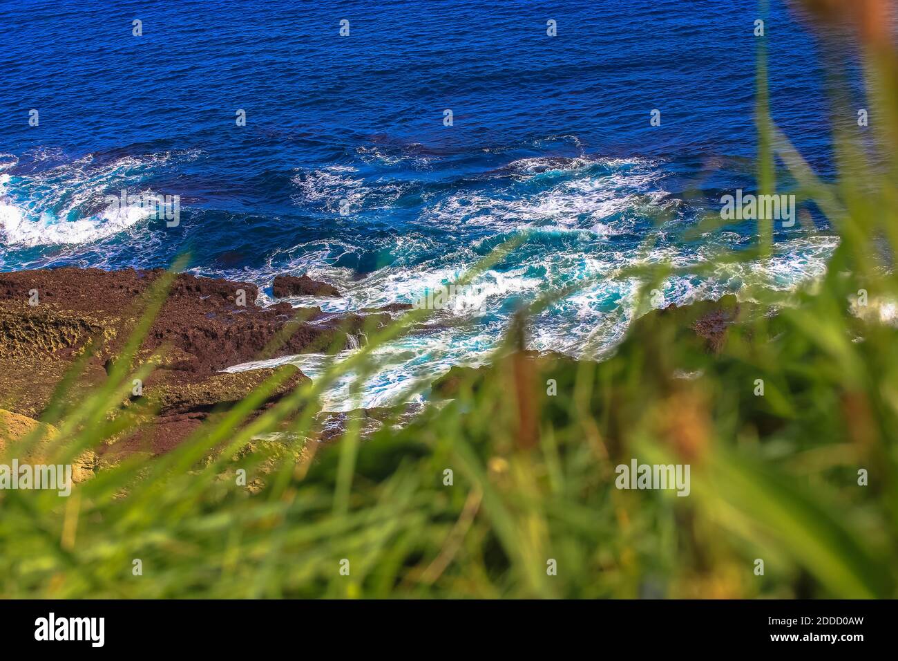 Green grass against a background of blue turbulent ocean in summer ...