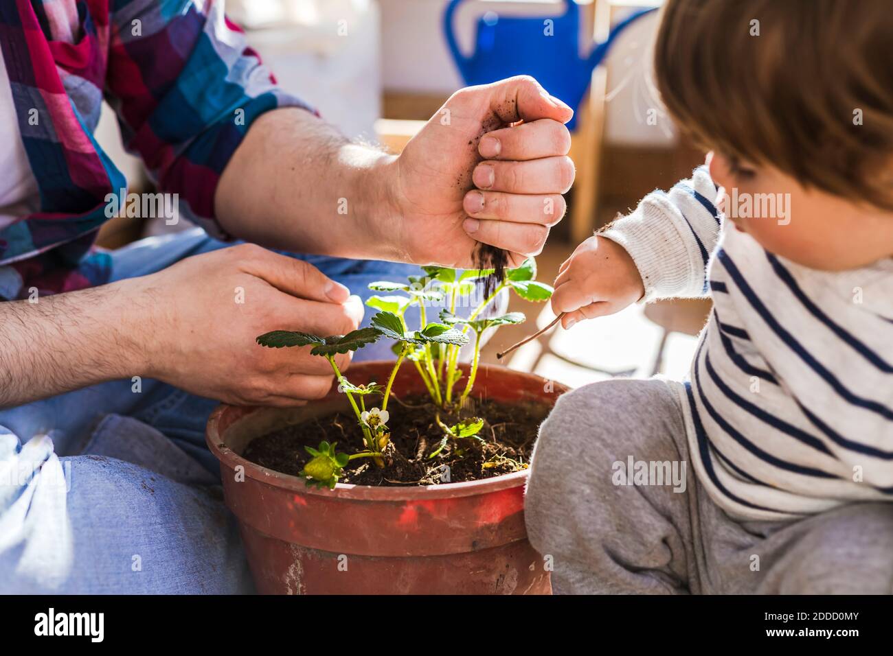 Father and son sitting by strawberry pot while planting plant at ...
