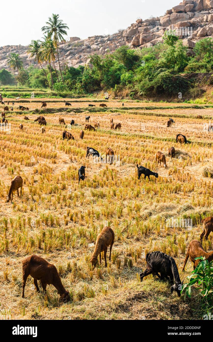 Flock of sheep herding on field seen at hampi hi-res stock photography ...