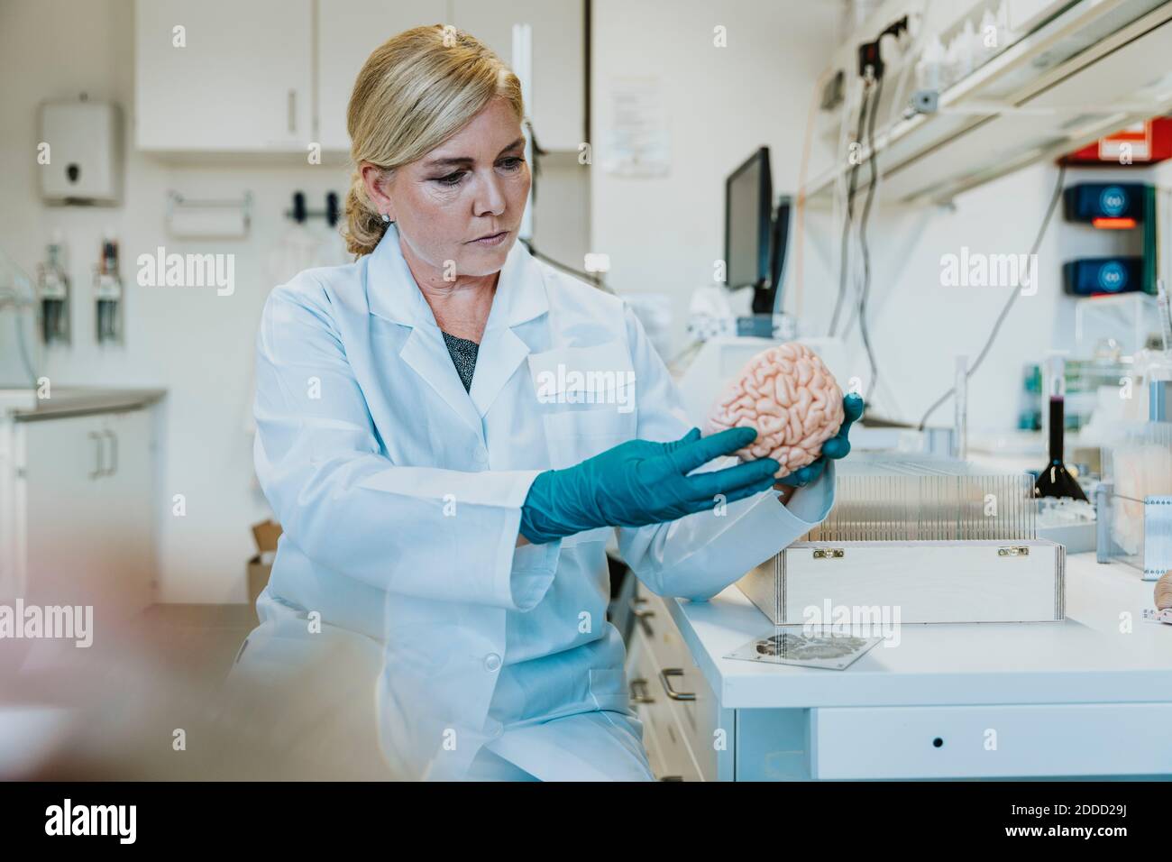 Scientist looking at artificial human brain while sitting at laboratory ...