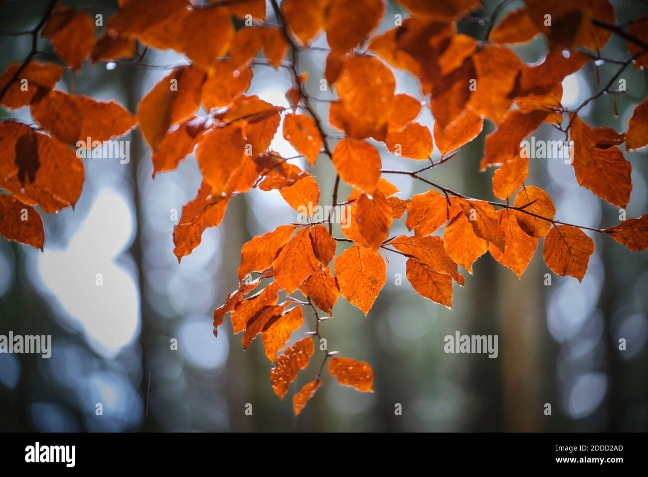 Tree branches in autumn Stock Photo - Alamy