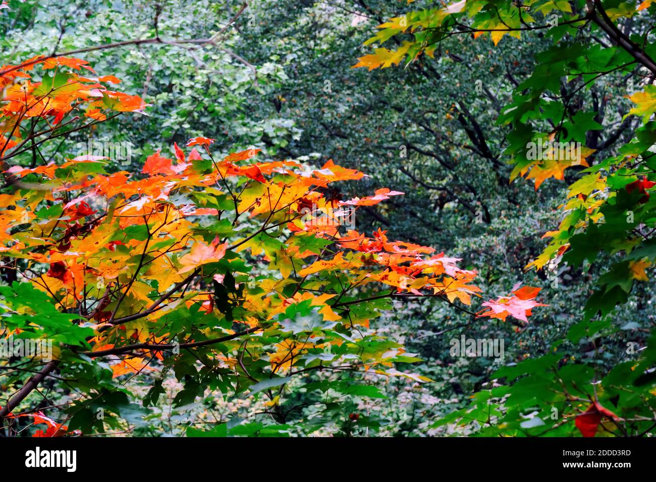 Maple trees changing colors in autumn Stock Photo - Alamy