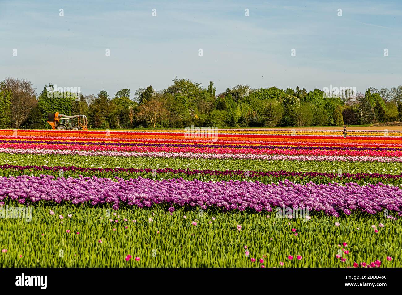 Tulip fields at harvest time in Grevenbroich, Germany Stock Photo - Alamy