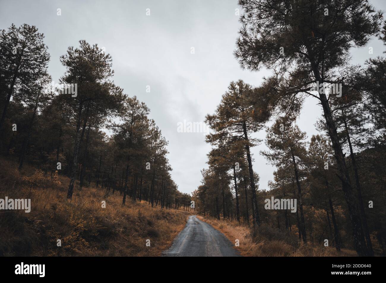Road surrounded by trees hi-res stock photography and images - Alamy