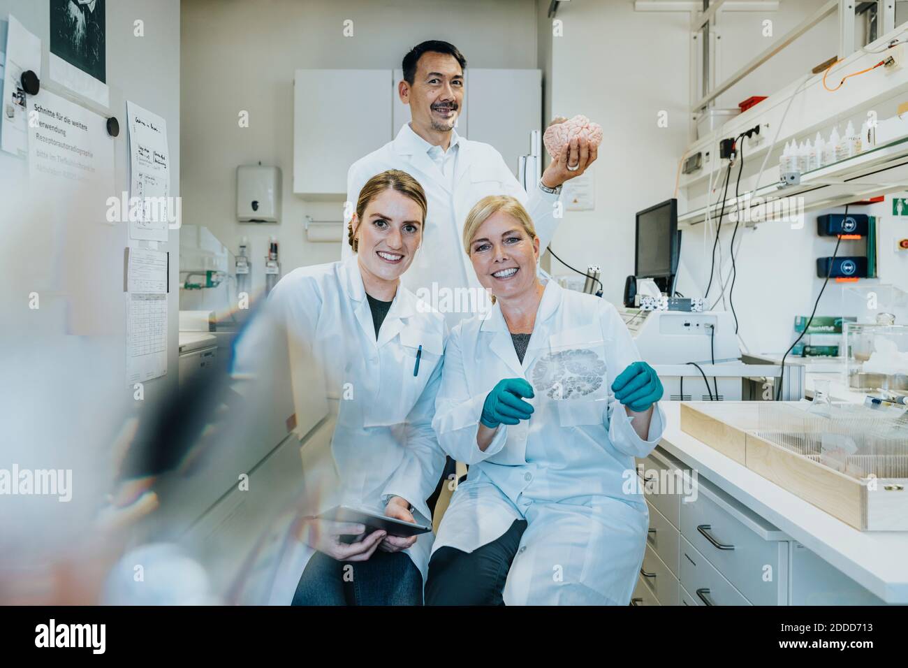 Anatomy of the brain hi-res stock photography and images - Alamy