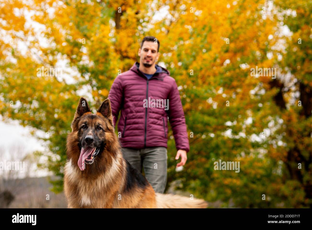 Man german shepherd hi-res stock photography and images - Alamy