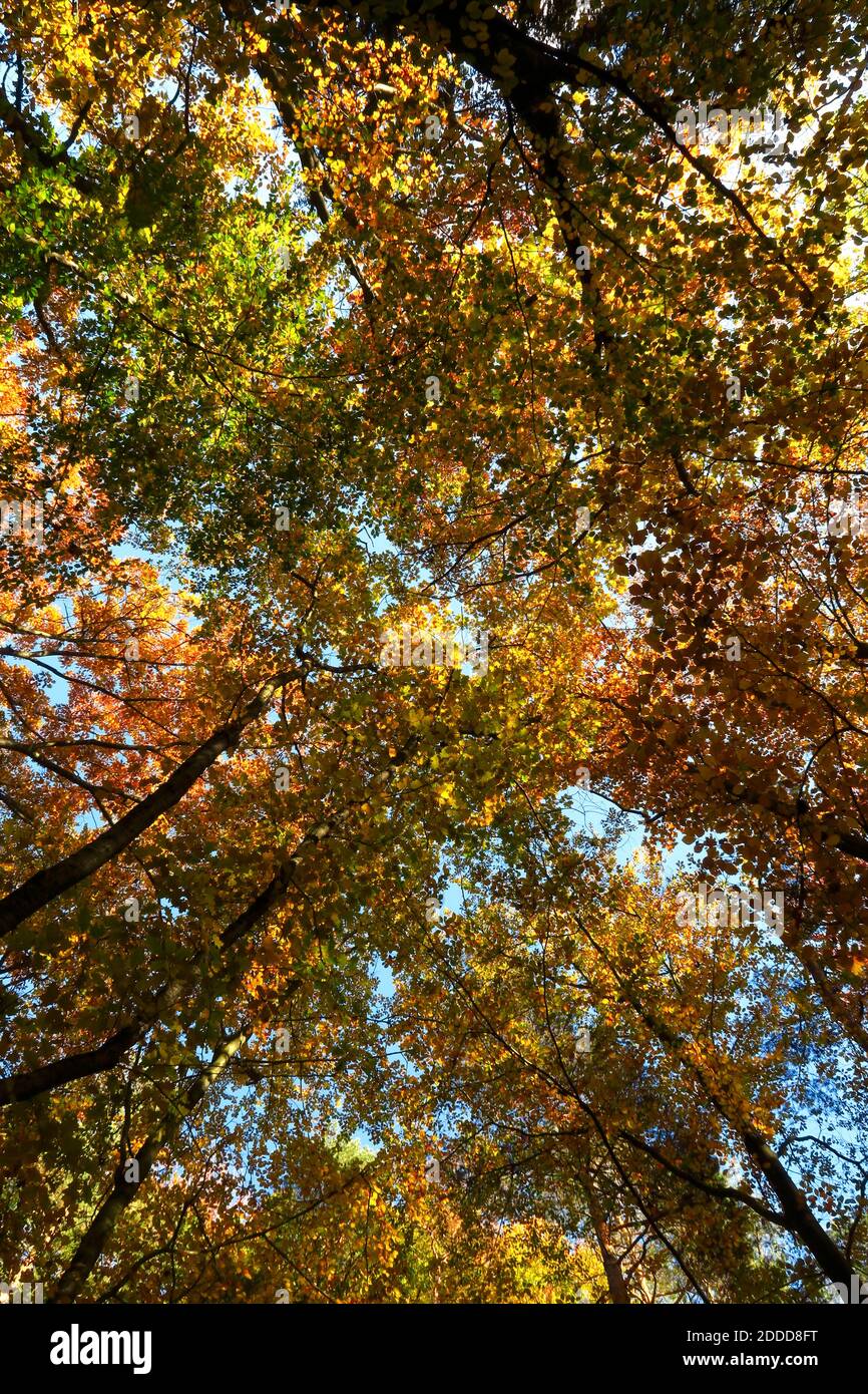 Canopy of autumn forest Stock Photo - Alamy