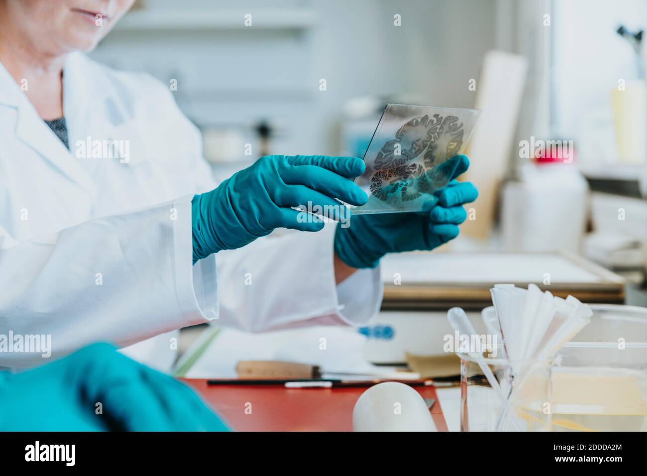 Scientist preparing brain microscope slide at laboratory Stock Photo ...