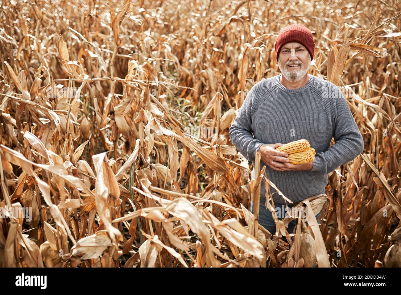 Farmer collecting corn while standing at corn field Stock Photo - Alamy