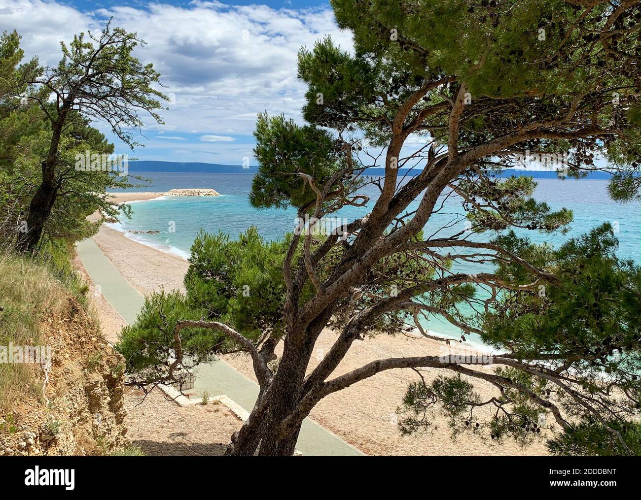 Empty beach in Dalmatia with typical Croatian pine trees Stock Photo ...