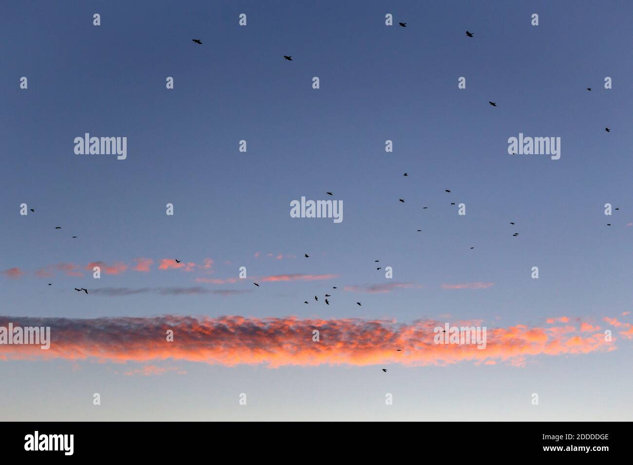 Dusk birds hi-res stock photography and images - Alamy