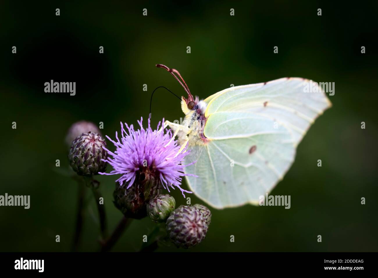 The common brimstone butterfly hi-res stock photography and images - Alamy