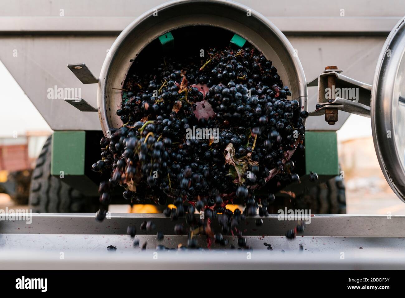 Grapes falling from machinery at winery Stock Photo - Alamy