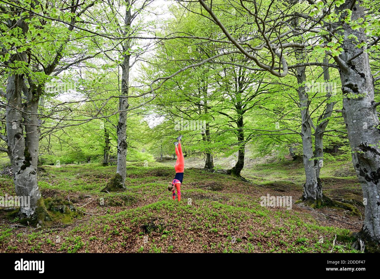 In middle green forest hi-res stock photography and images - Alamy