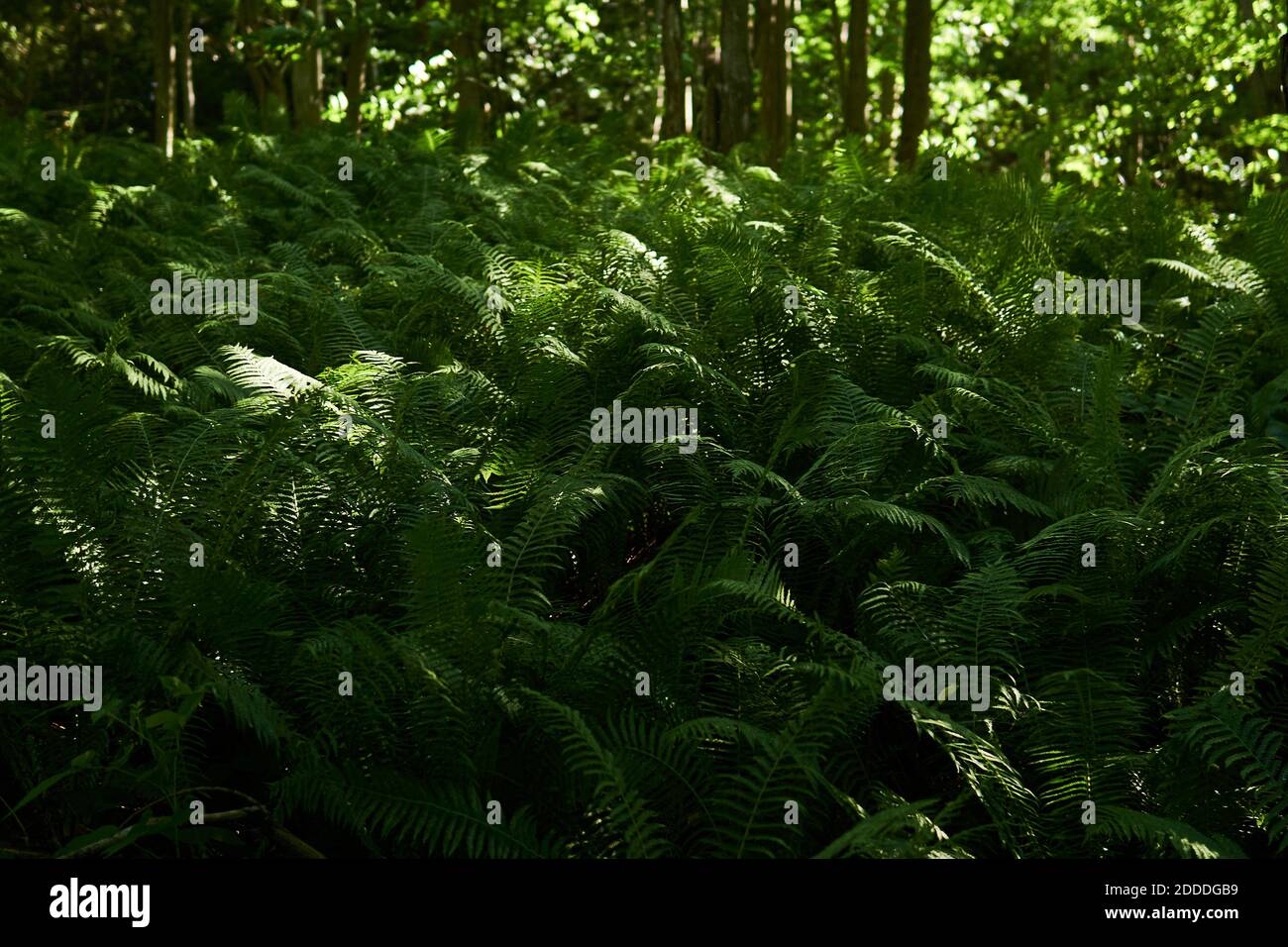 dense thickets of forest ferns in the shade between tree trunks Stock ...