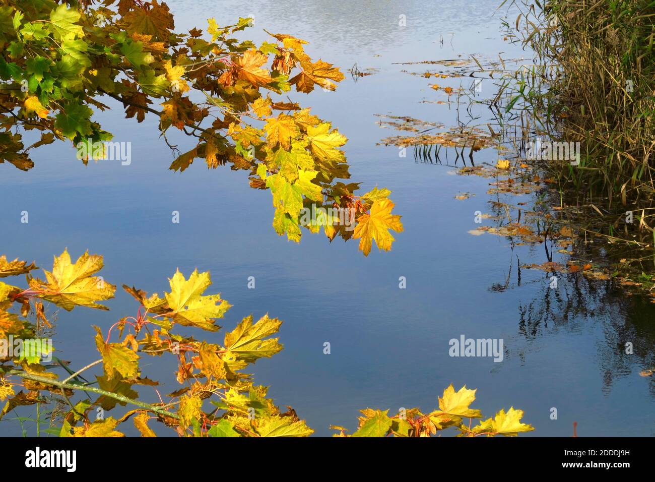 Tree branch over lake hi-res stock photography and images - Alamy